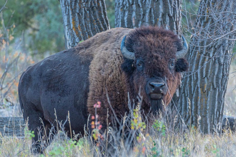 American Bison or Buffalo Standing in National Park - Digital Print ...