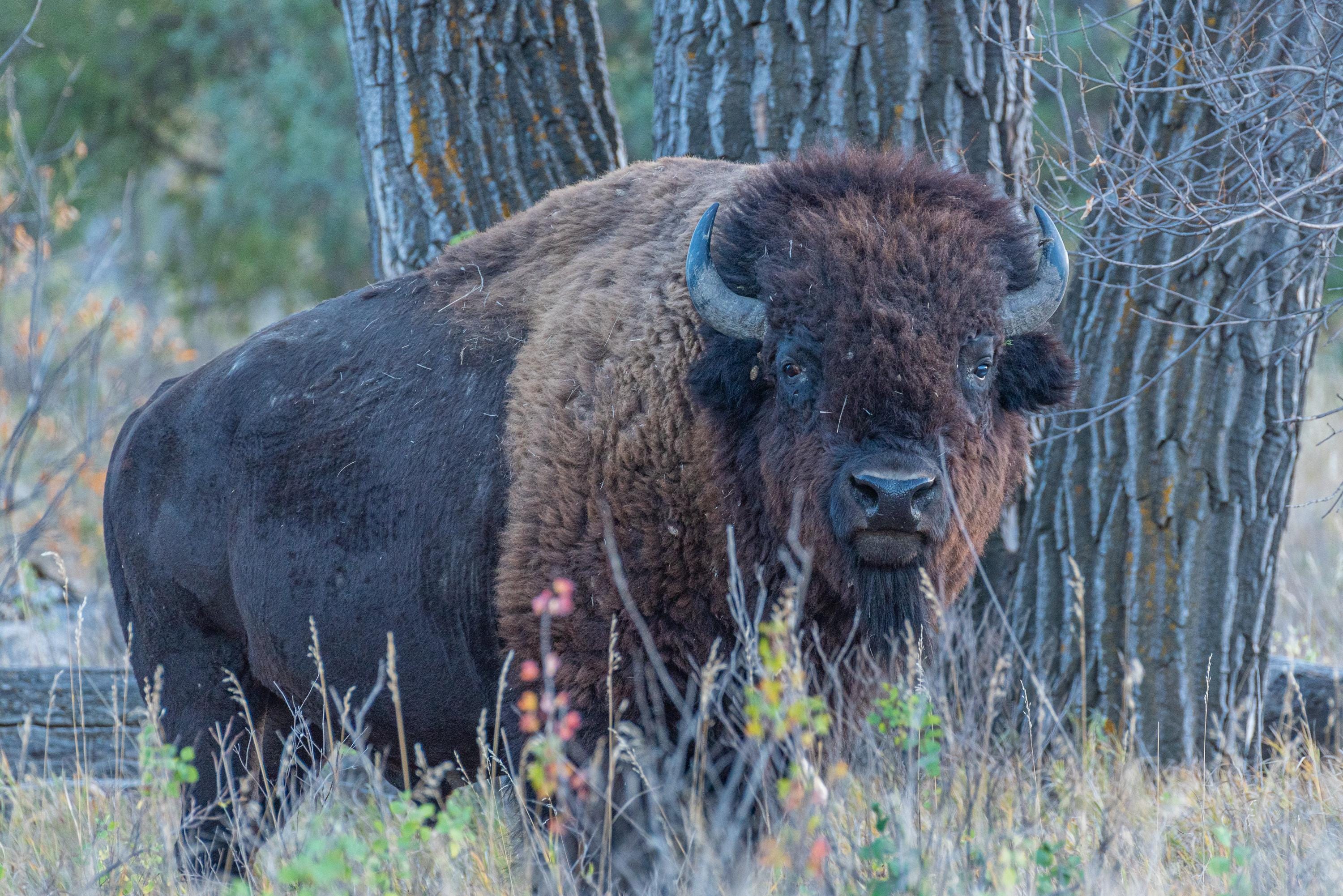 American Bison or Buffalo Standing in National Park - Digital Print ...
