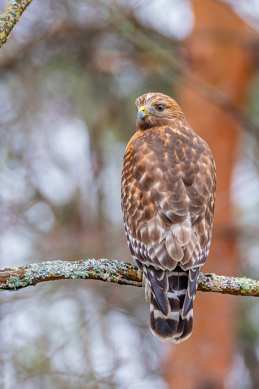 Red-shouldered Hawk - Bird Wall Decor, Bird Home Decor, Bird Metal Wall ...