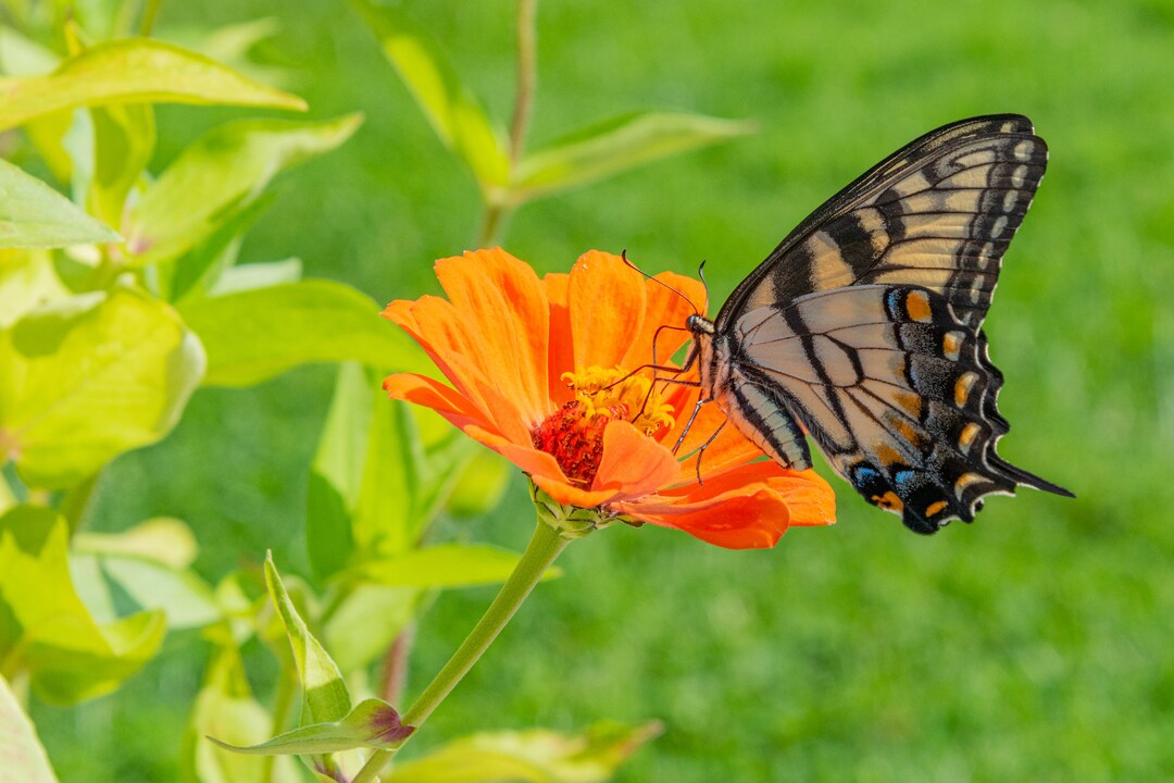 Swallowtail Butterfly Photo Print – Orange Zinnia Flower (digital ...