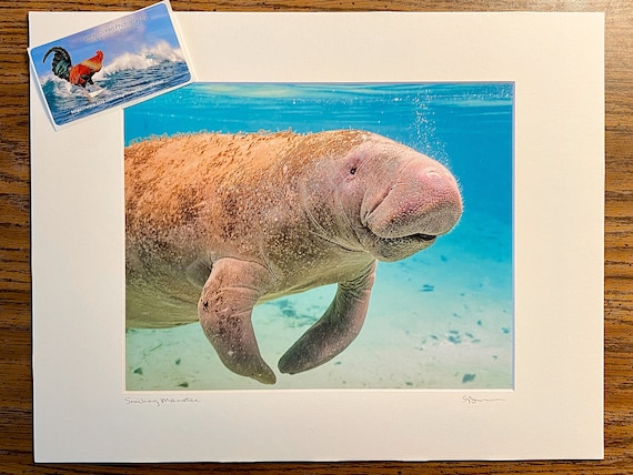 Smiling Manatee