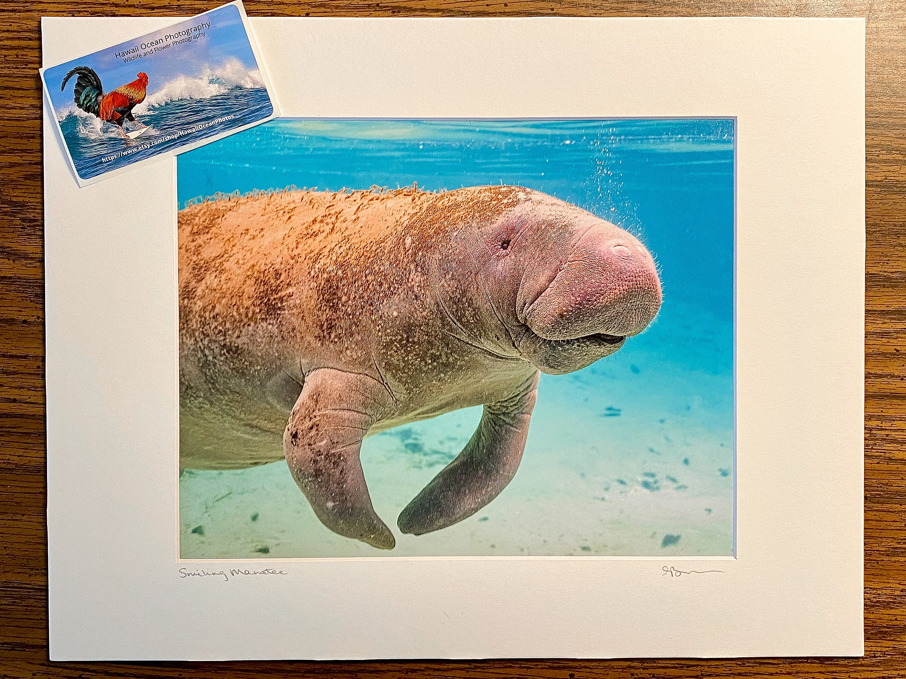 Smiling Manatee - Manatee Wall Art, Florida Art, Metal Print Wall Art ...