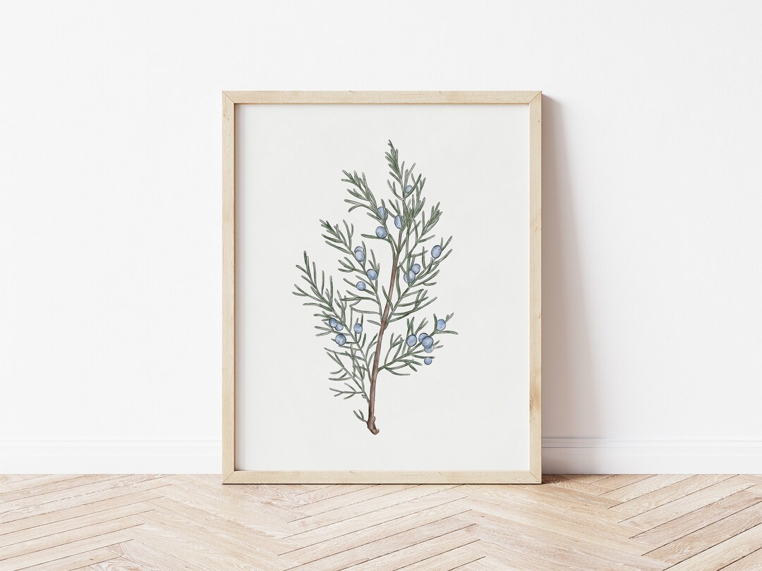 Juniper Watercolors, Juniper Print, Juniper Drawing, Juniper Tree Art ...