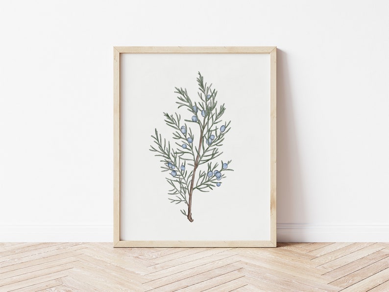 Juniper Watercolors, Juniper Print, Juniper Drawing, Juniper Tree Art ...