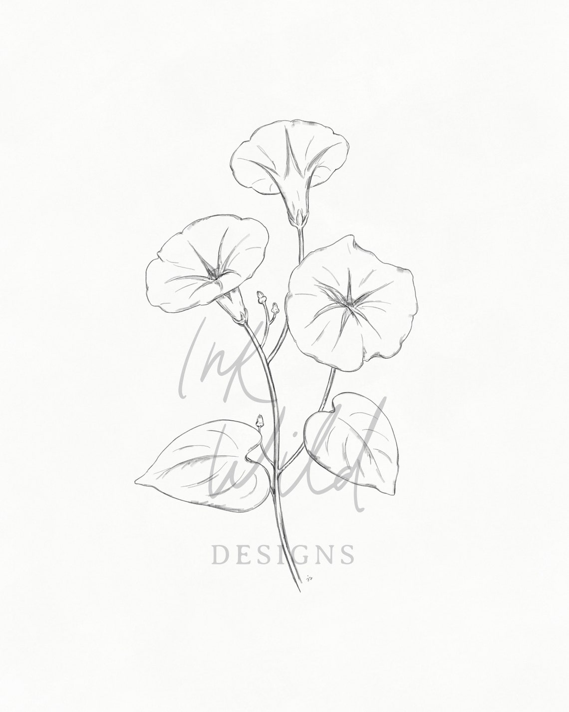 Morning Glory Drawing | Morning Glory Print | Floral Drawing | Pencil ...
