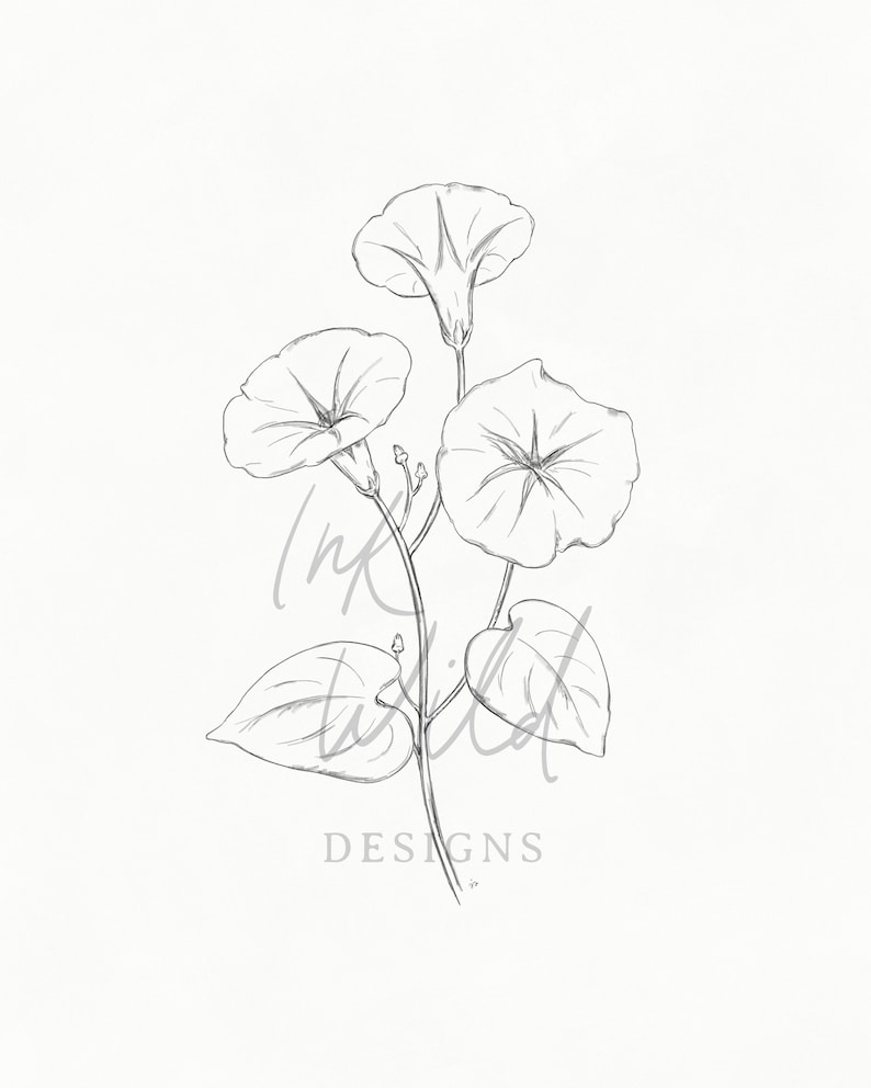 Morning Glory Drawing | Morning Glory Print | Floral Drawing | Pencil ...
