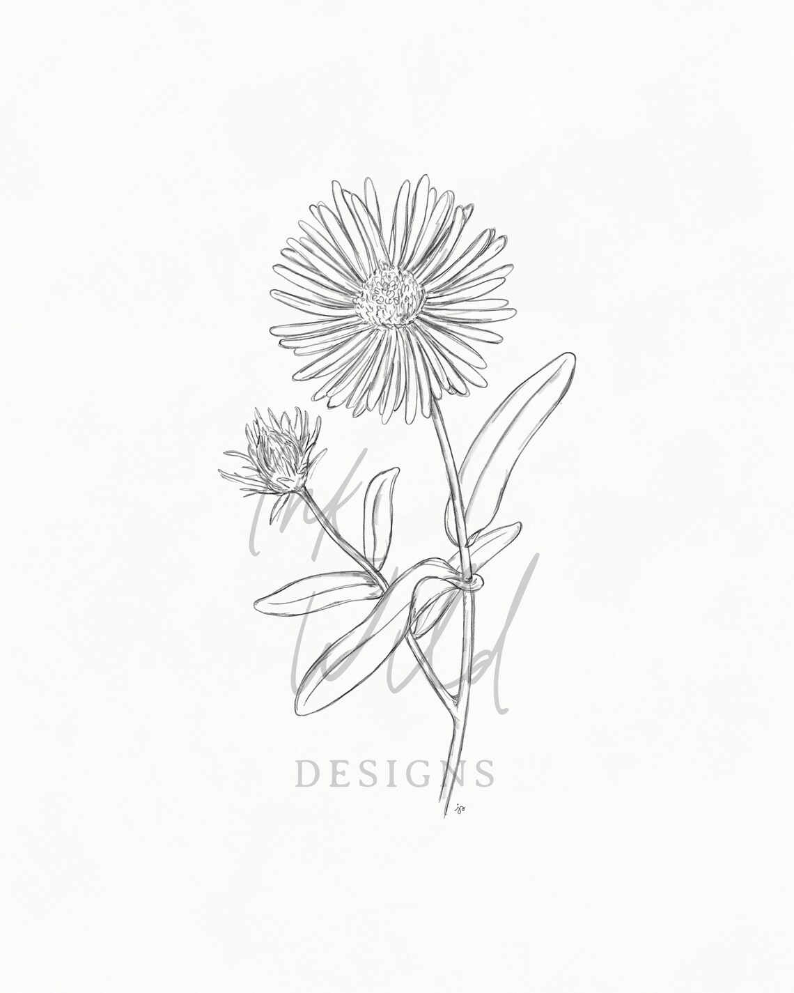 Aster Sketch Print Aster Drawing Floral Drawing Pencil Drawing ...