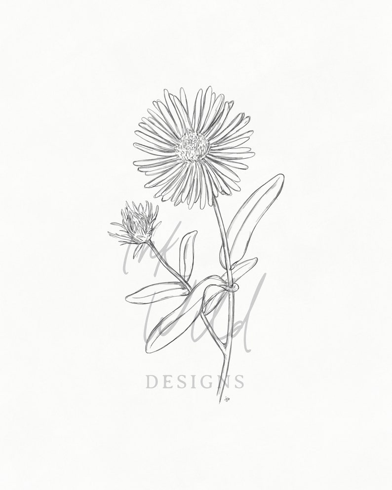 Aster Sketch Print | Aster Drawing | Floral Drawing | Pencil Drawing ...