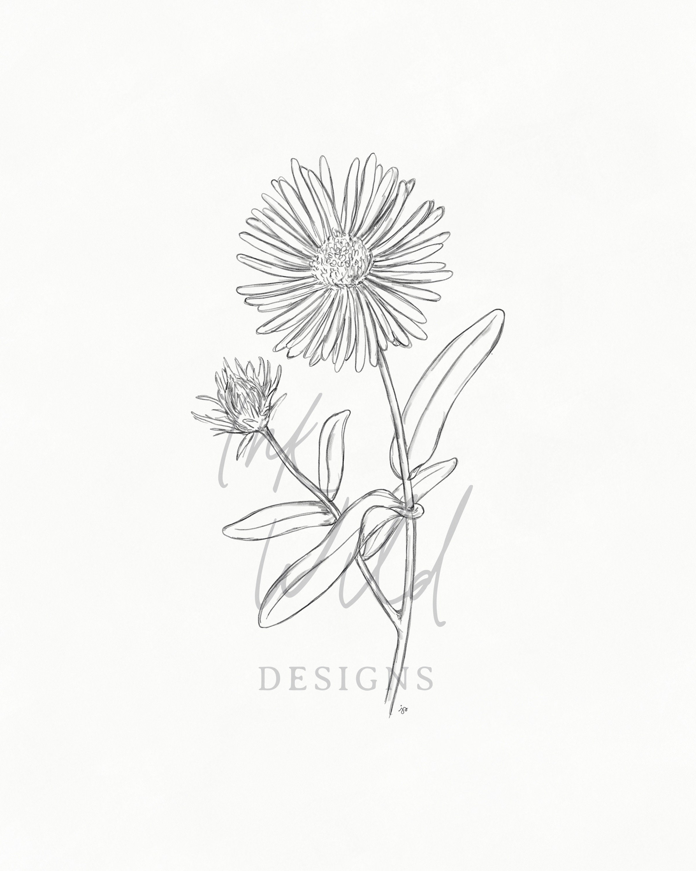 Aster Sketch Print Aster Drawing Floral Drawing Pencil Drawing ...