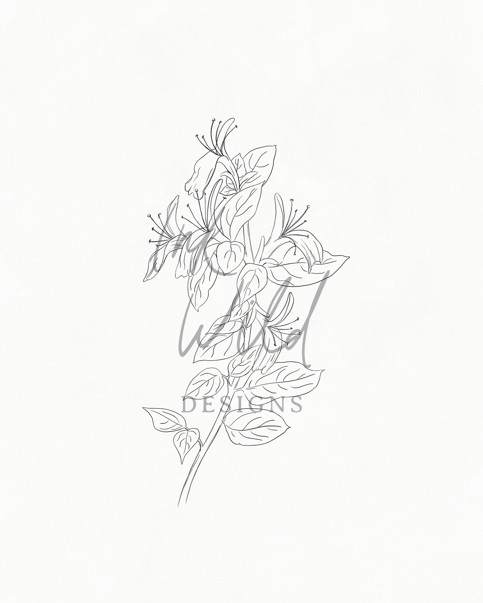Honeysuckle Art, Honeysuckle Line Art, Honeysuckle Print, Botanical ...