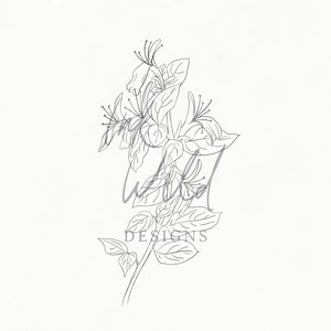 Honeysuckle Art, Honeysuckle Line Art, Honeysuckle Print, Botanical ...