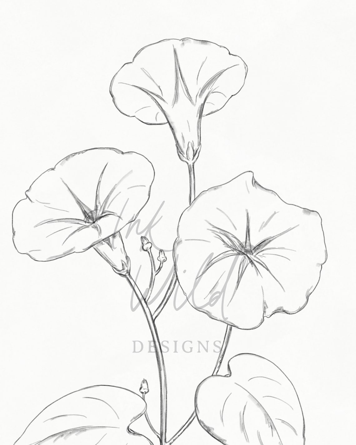 Morning Glory Drawing | Morning Glory Print | Floral Drawing | Pencil ...