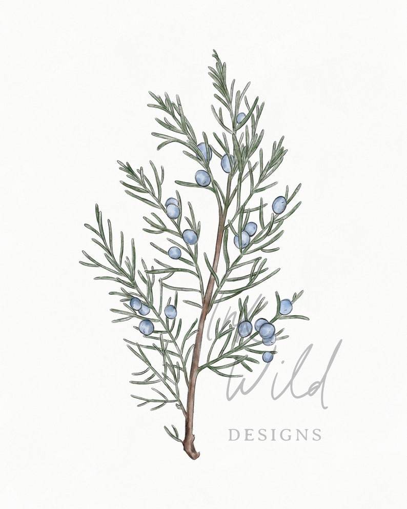 Juniper Watercolors, Juniper Print, Juniper Drawing, Juniper Tree Art ...