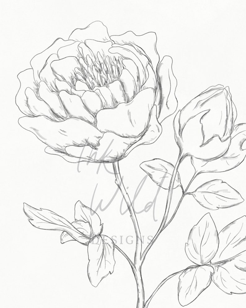 Peony Print Download, Peony Printable Wall Art, Flower Line Drawing ...