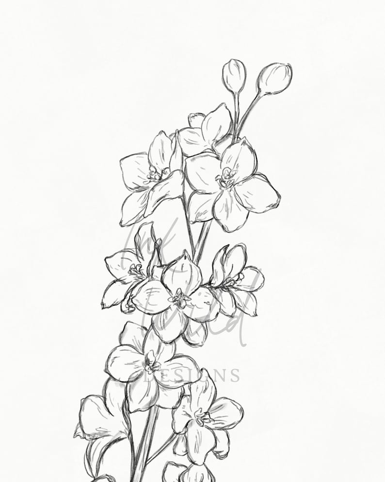 Larkspur Drawing | Larkspur Delphinium Print | Floral Drawing | Pencil ...