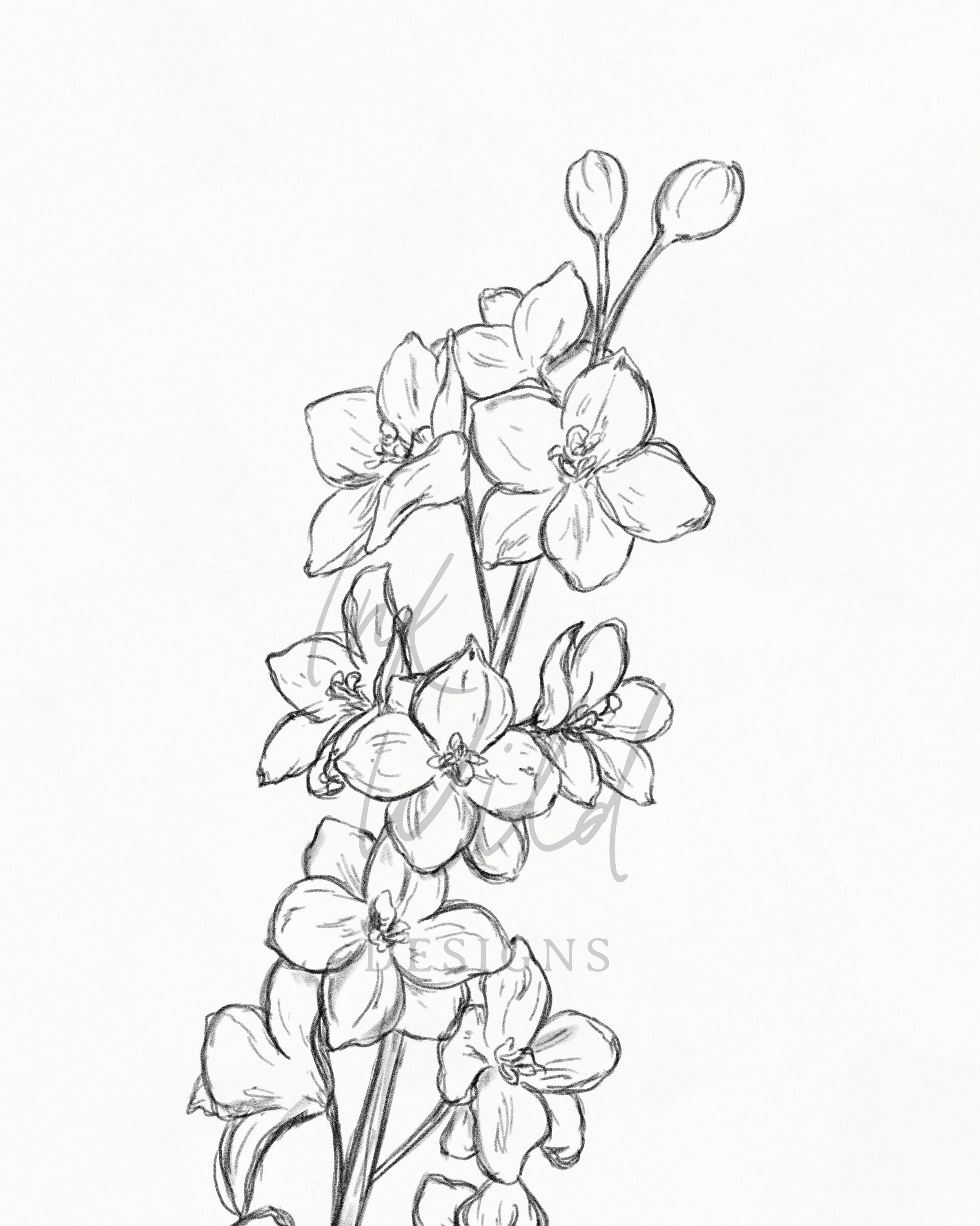 Larkspur Drawing | Larkspur Delphinium Print | Floral Drawing | Pencil ...