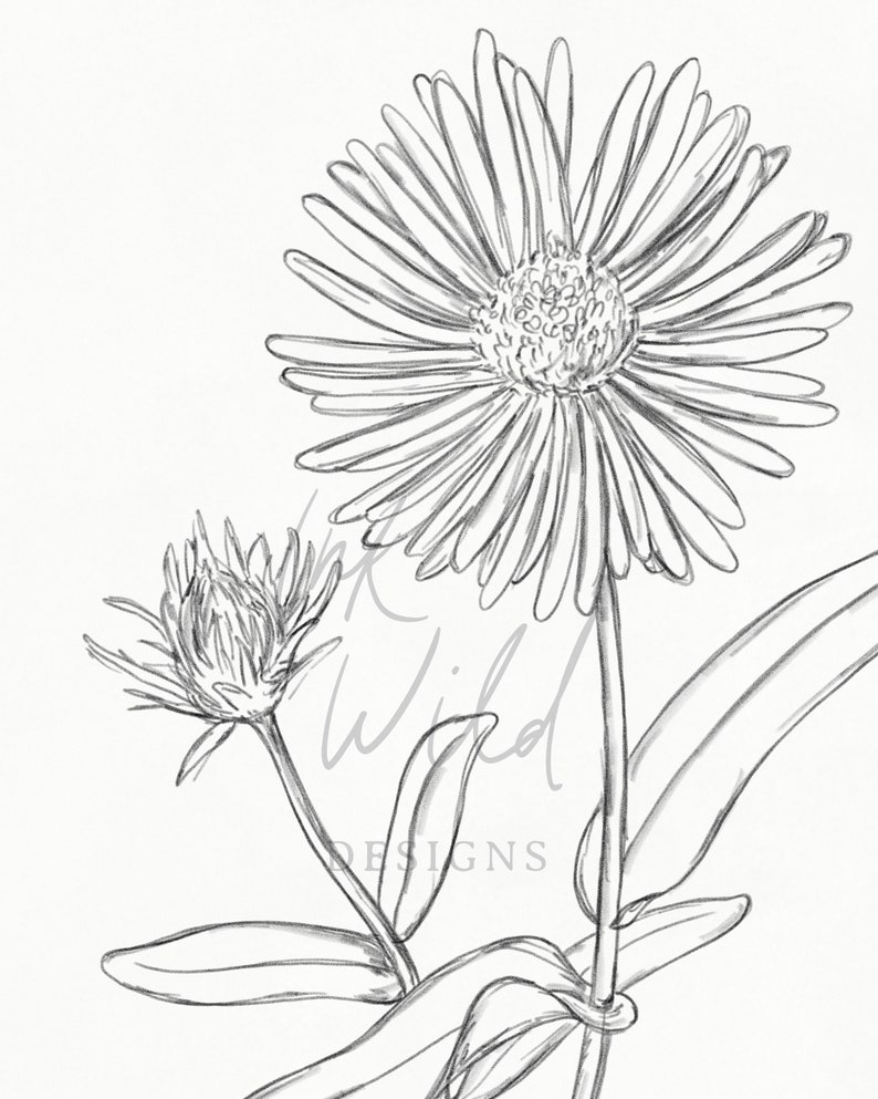 Aster Sketch Print | Aster Drawing | Floral Drawing | Pencil Drawing ...