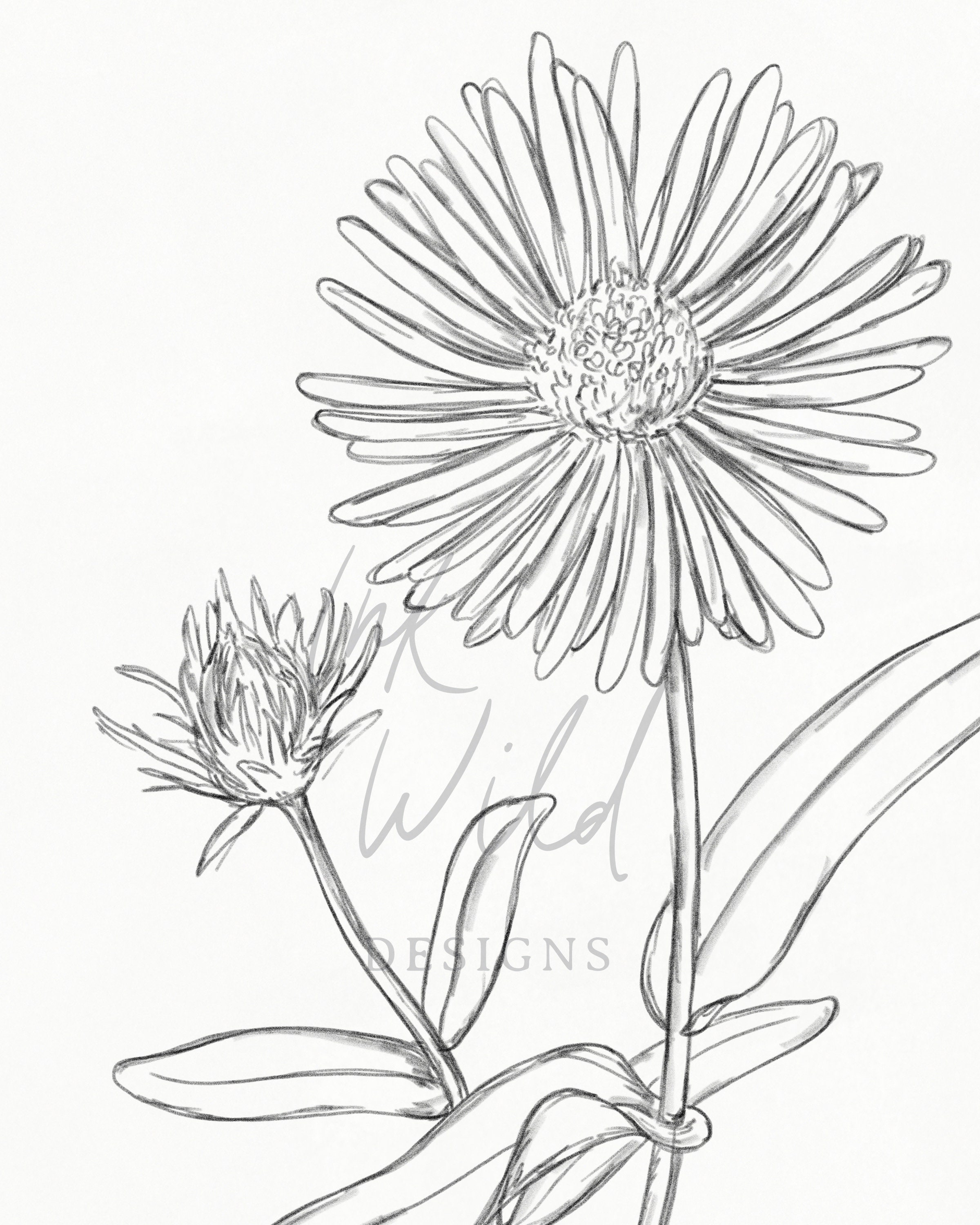 Aster Sketch Print Aster Drawing Floral Drawing Pencil Drawing ...