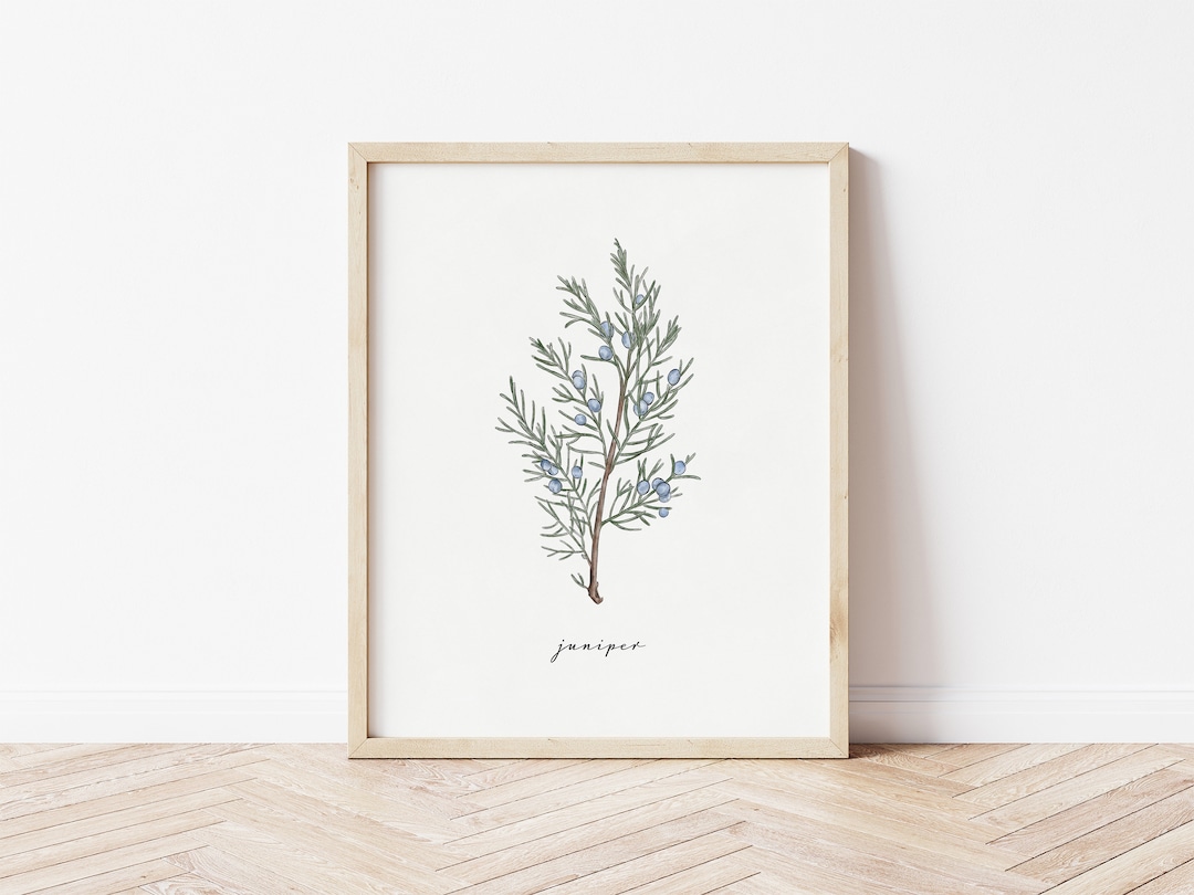 Juniper Painting, Juniper Illustration, Juniper Wall Art, Juniper ...