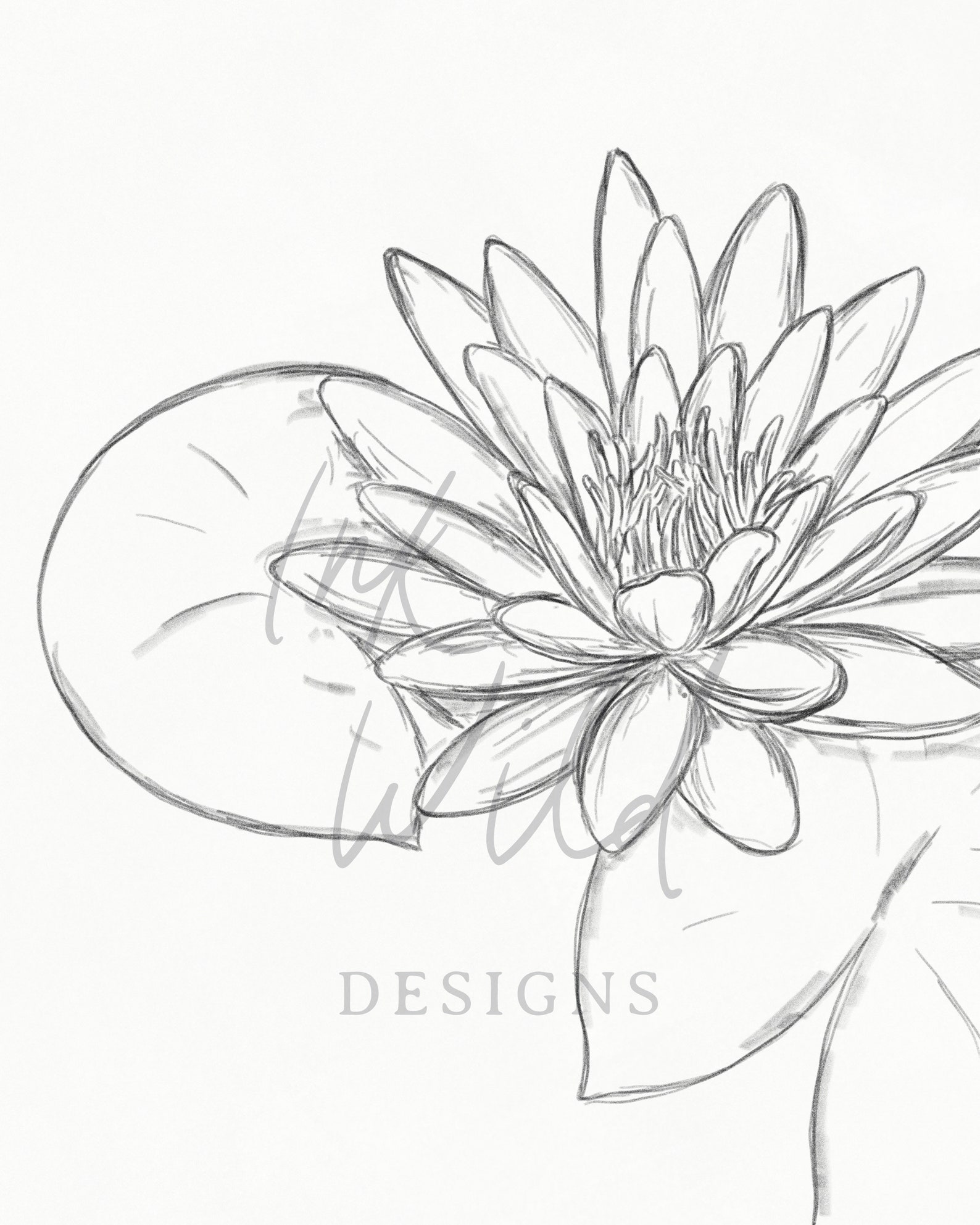 Water Lily Drawing Water Lily Print Floral Drawing Pencil Drawing ...