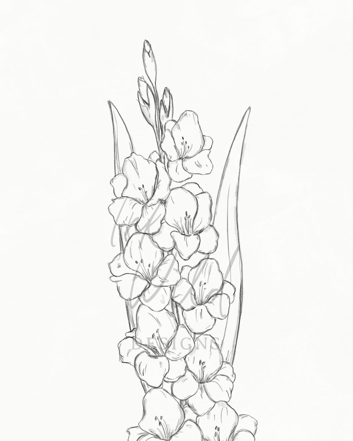 Gladiolus Drawing Gladiolus Print Floral Drawing Pencil Drawing ...