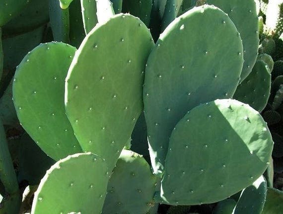 Spineless Thornless Edible Nopales Prickly Pear Cactus 2 Pads - Etsy