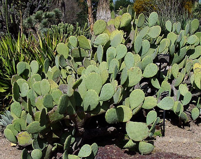 1 Huge Pad (perfect Proportions, 9+ Inches) - Custom Listing - Etsy