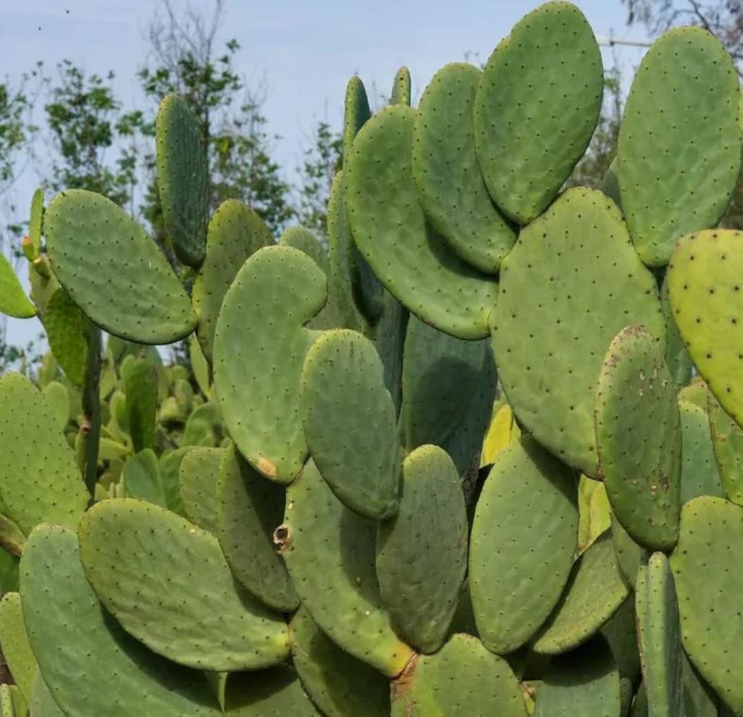 3 Small PADS! Spineless Thornless Edible Nopales Prickly Pear Cactus ...