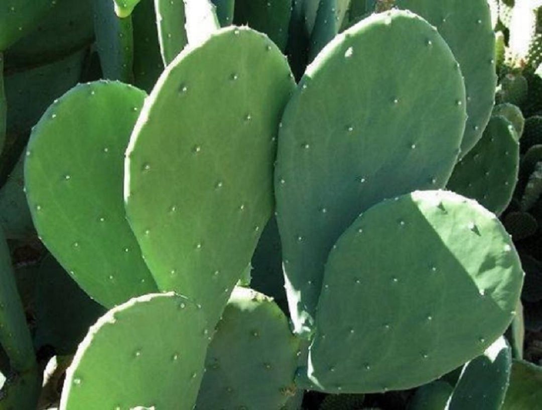 Buy 2 Spineless Prickly Pear Pads: Edible Nopales Opuntia Cacanapa ...