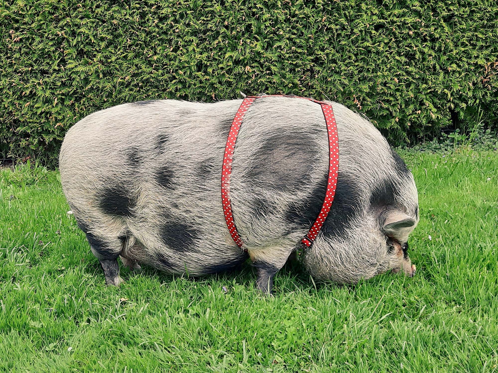 Pig Harness, Pig Harness With Two Buckles, Mini Pig Harness, Adjustable ...