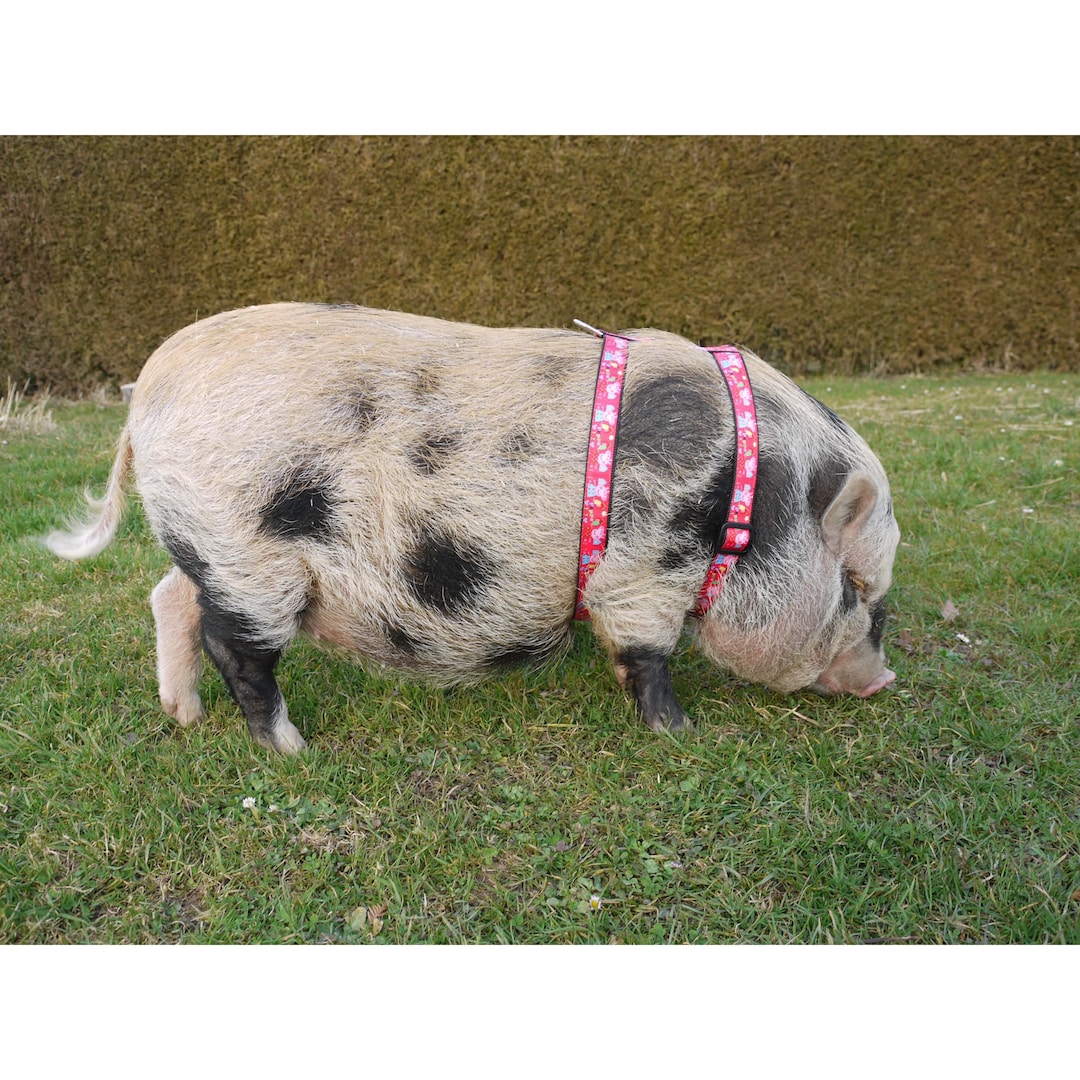 Pig Harness, Pig Harness With One Buckle, Mini Pig Harness, Adjustable ...