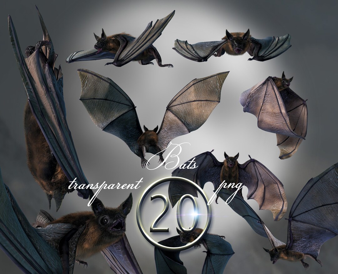 20 Bat Clipart, Bat Overlay Png - Etsy