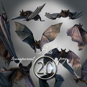 20 Bat Clipart, Bat Overlay Png - Etsy