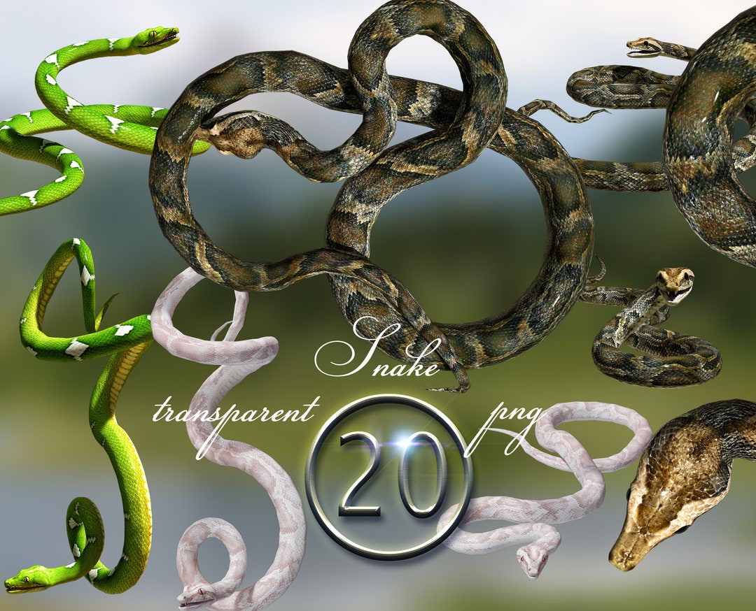 Snake Clipart, Snake Overlay Whie, Green, Boa - Etsy