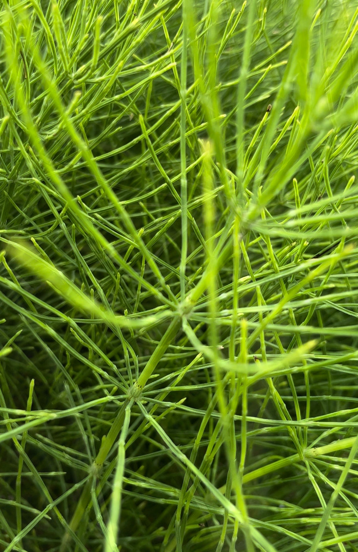 Field Horsetail , Organic, Nature Reserve Herbs. Untreated. Dry. 2025 ...