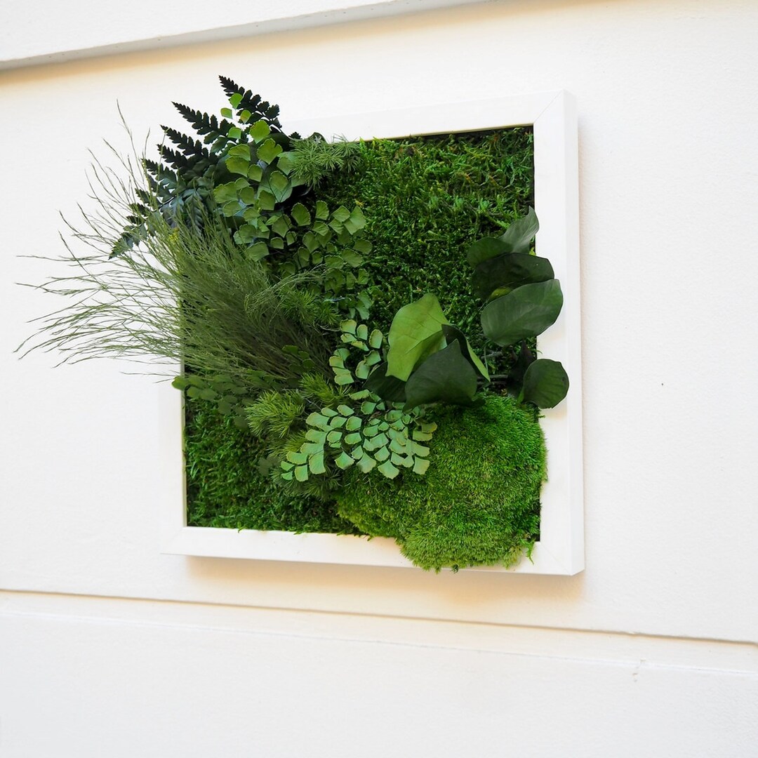 INNUENDO 30x30cm Stabilized Plant Painting Elegant Wall Decoration for ...