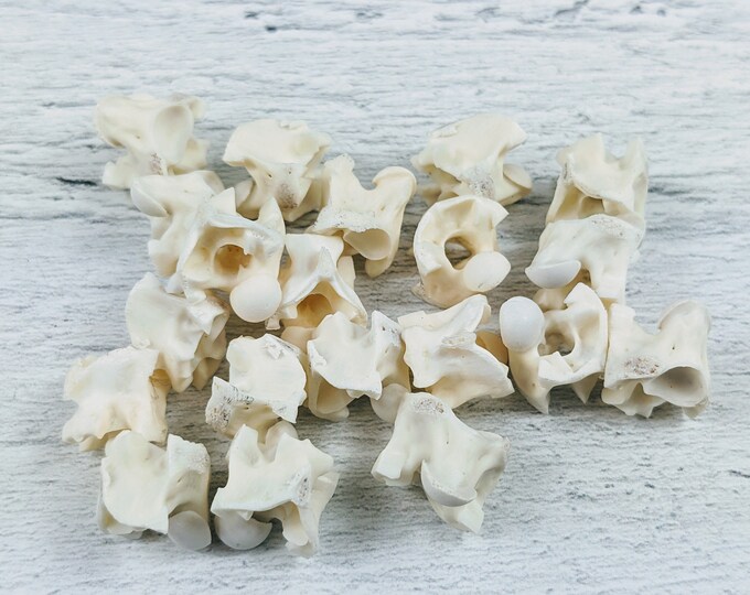 10 Med Real Animal Back Bone Rattle Snake Vertebra Skeleton - Etsy