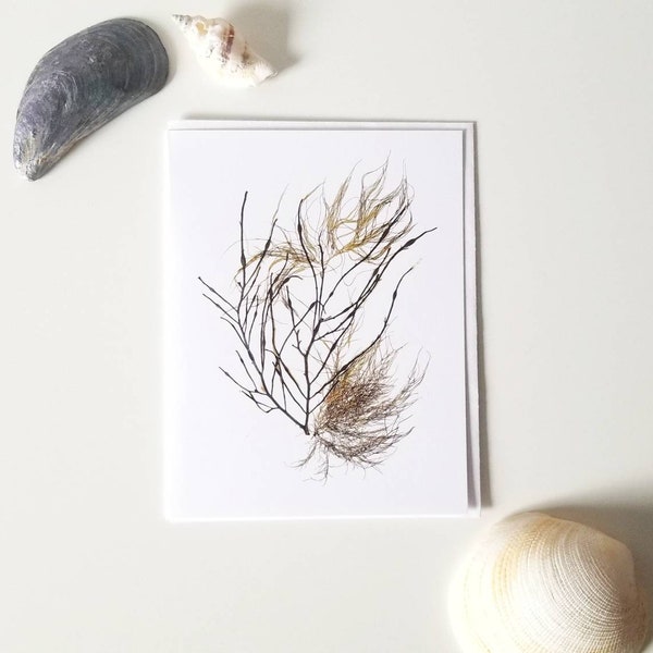 Pressed Seaweed Card - Etsy