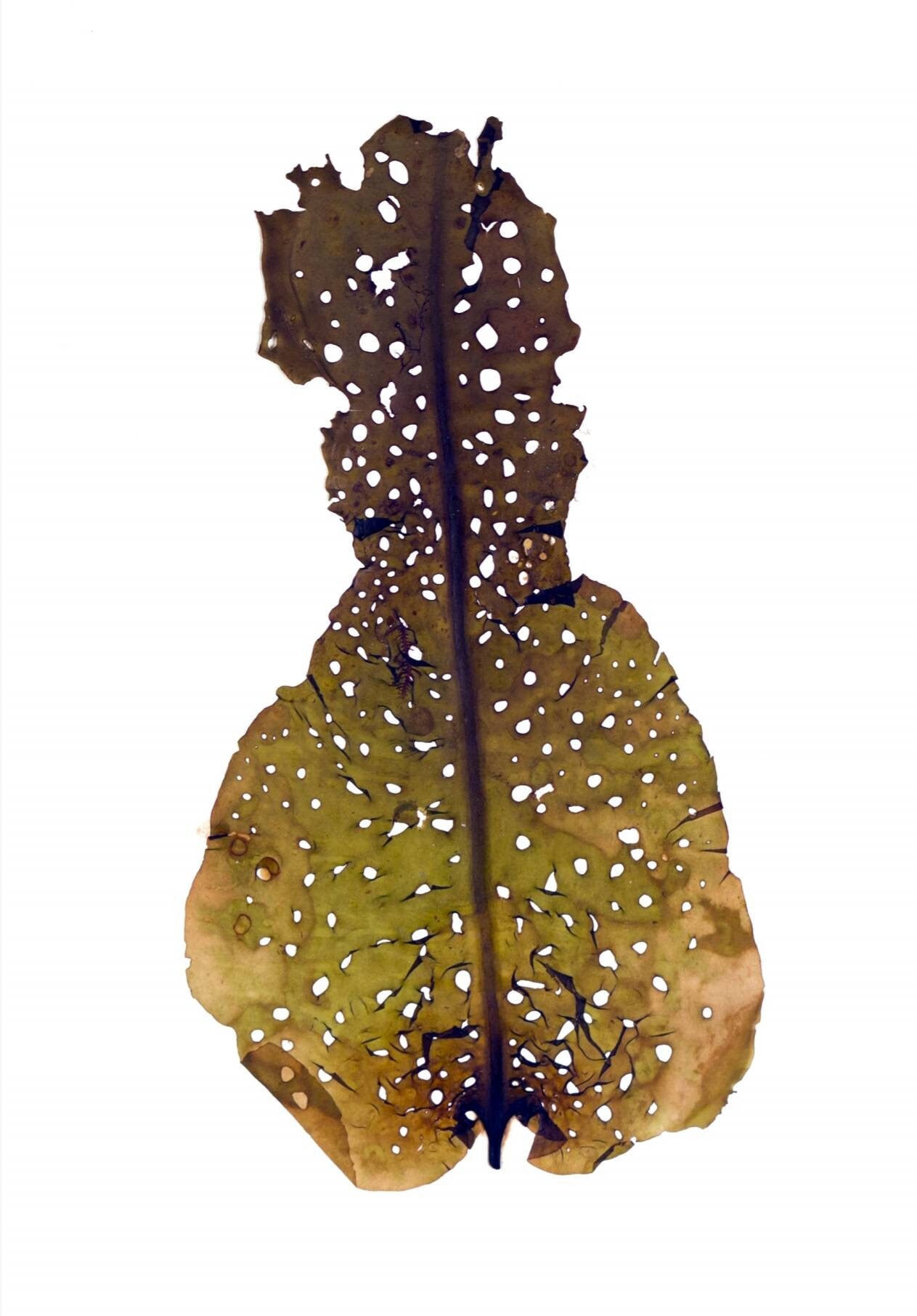 Botanical Algae Printbotanical Art Print-canadian Algae - Etsy