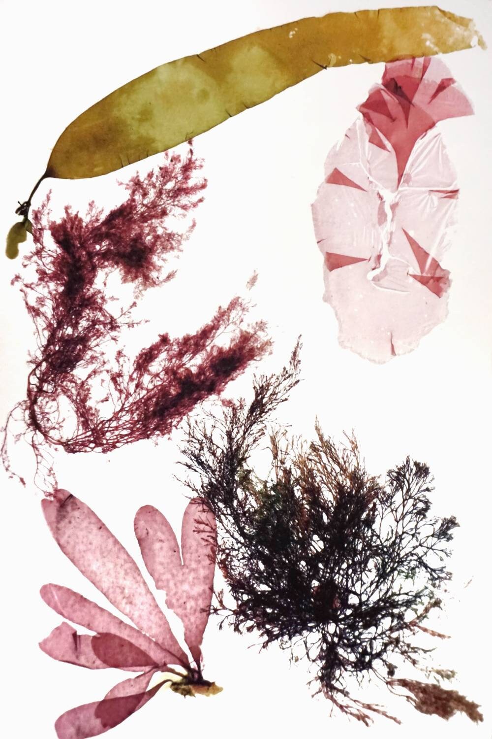 Botanical Algae Printbotanical Art Print-canadian Algae Press-algae ...