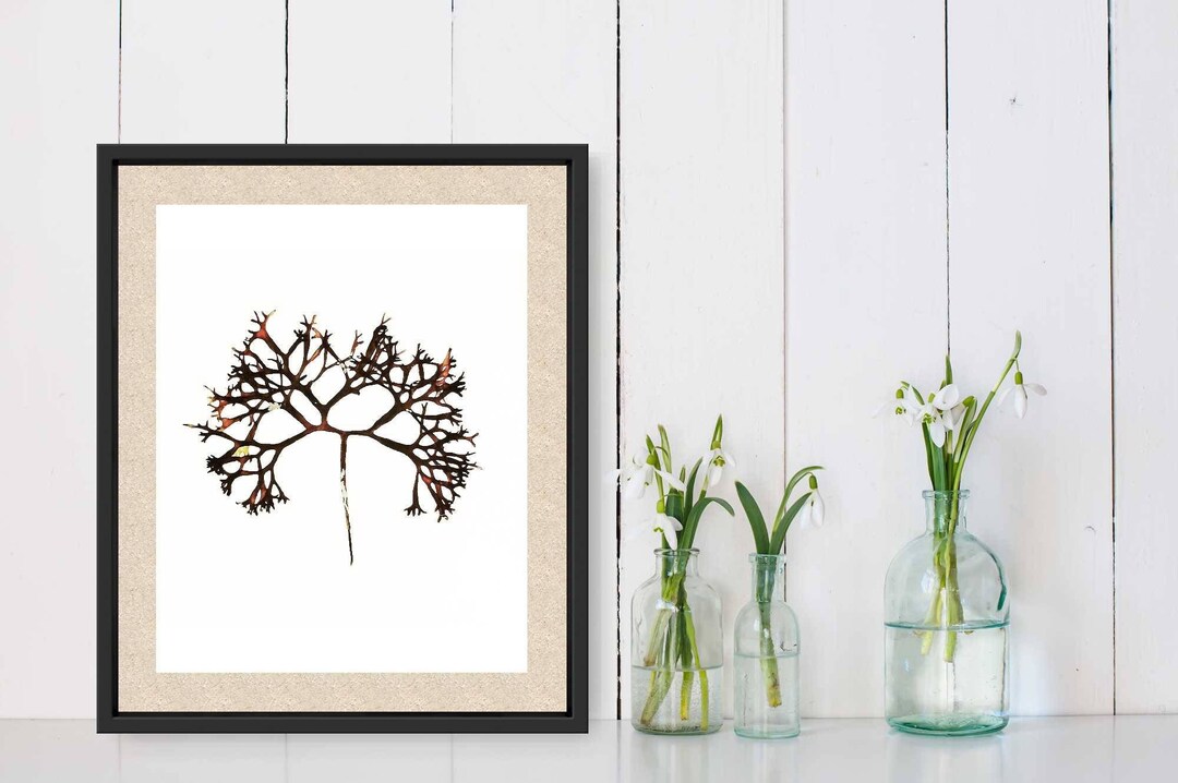Balance Botancial Algae Print-pressed Algae-canadian Algae Press-algae ...