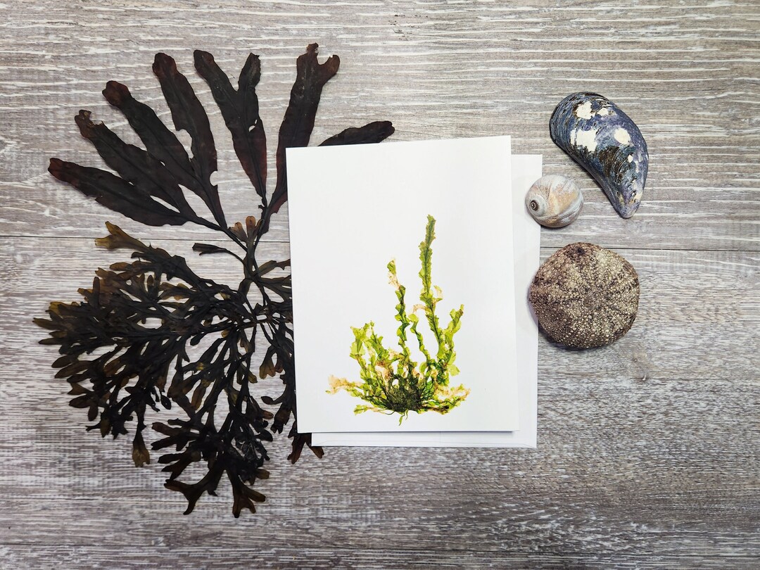 New Brunswick Seaweed Greeting Card Algae Print Greeting Card Ocean ...