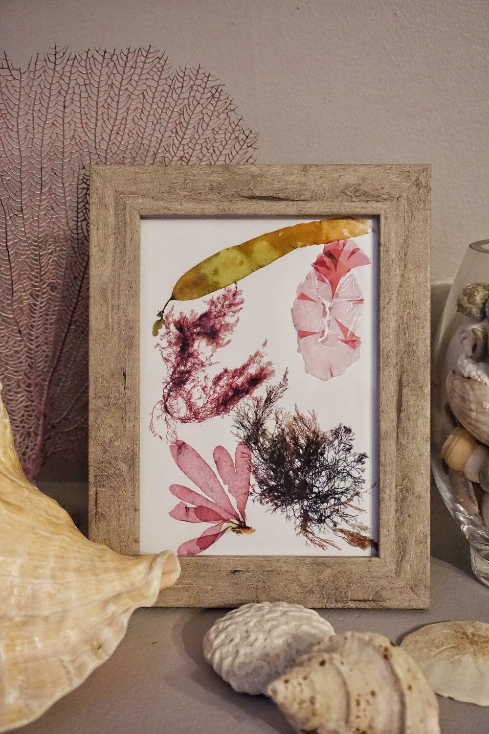 Botanical Algae Printbotanical Art Print-canadian Algae Press-algae ...