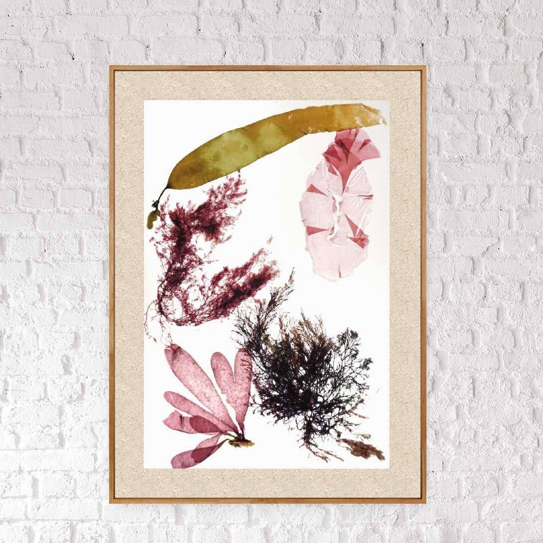 Botanical Algae Printbotanical Art Print-canadian Algae Press-algae ...