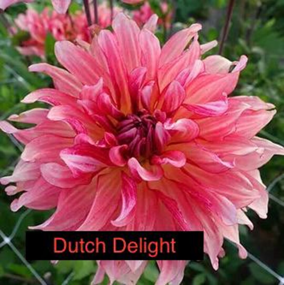 Dutch Delight Decorative Dahlia Tuber Preorder 2026 Spring Season - Etsy