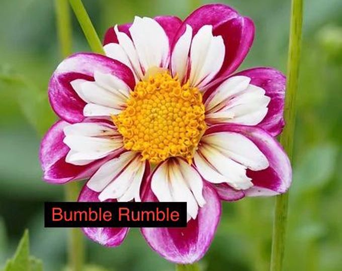 Bumble Rumble Collarette Dahlia Tuber - Etsy