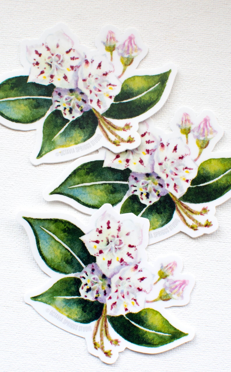 Mountain Laurel Sticker Vinyl Flower sticker White Laurel | Etsy