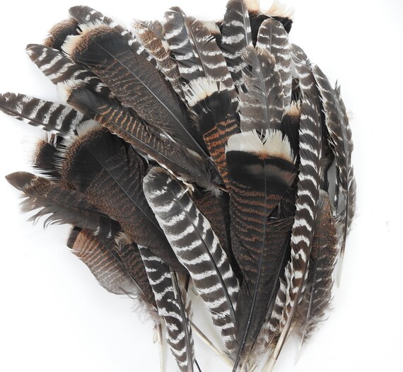 Turkey Tail Feather