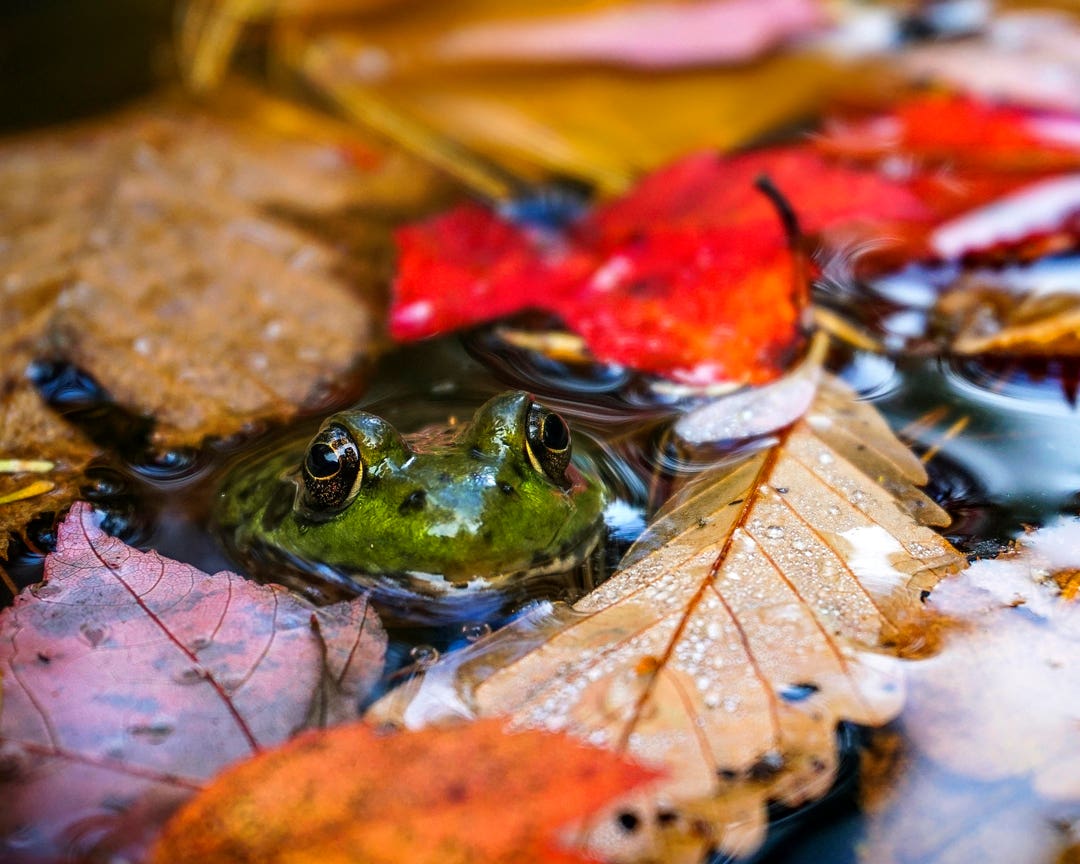 Frog, Fall Leaves, Frog in Pond, Wildlife, Photography Print ...