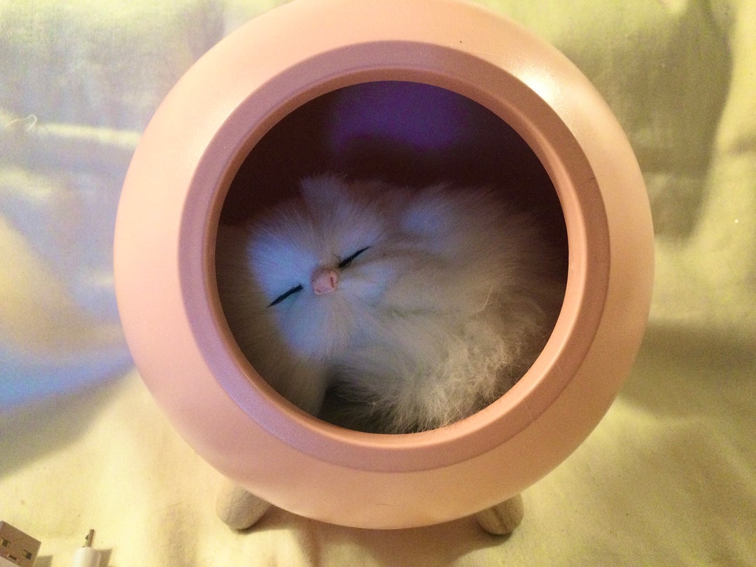NIB- Lighted Pink Pet House Night Light - Etsy